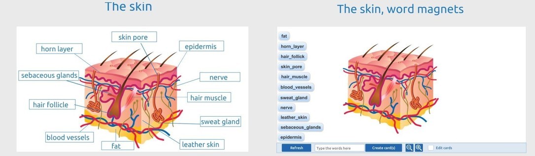 MyProwise | Lessons | The skin | Key Stage 3